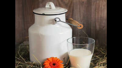 Gurjar: Gujjars give milk for free on Diwali | Ajmer News - Times of India