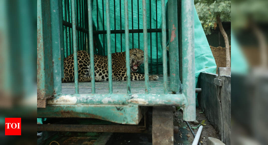 Gujarat: Leopard which visited secretariat now shifted to Sasan Gir ...