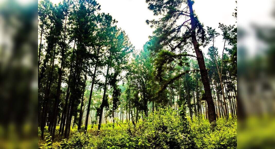 Lambasingi is all set to inaugurate cottages for tourists | TimesTravel