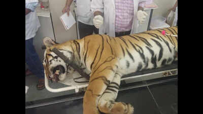 Avni Tiger: Autopsy says T1 died of excessive bleeding, rebuts shooter ...