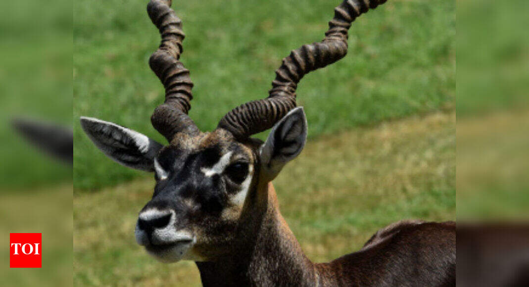 Carcass of blackbuck found in Kabisurya Nagara forest range - Times of ...
