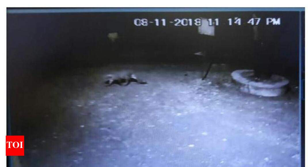 Panic as leopard spotted near Hindalco Colony | Hubballi News - Times ...