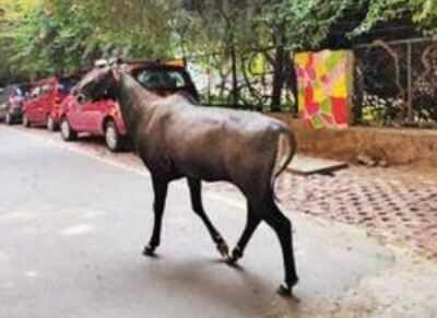 ‘Lost’ nilgai roams in south Delhi colony | Delhi News - Times of India