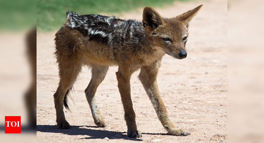 ‘Jackal conservation needed to maintain balanced ecosystem’ | Goa News ...