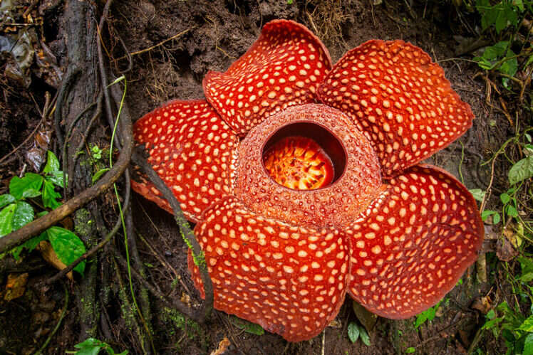 Travel to witness these weird flowers in the world | Times of India Travel