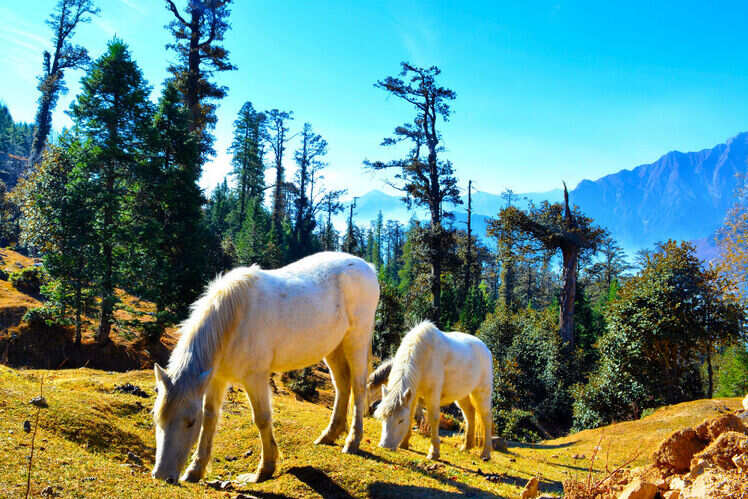Manali pictures | Times of India Travel