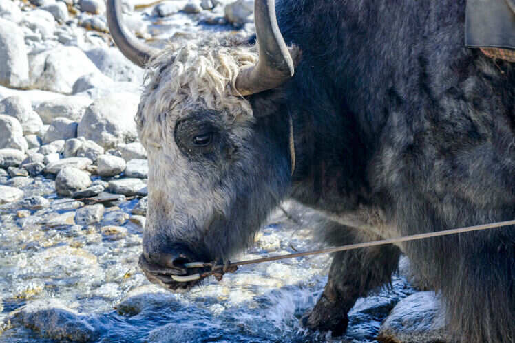 Manali pictures | Times of India Travel