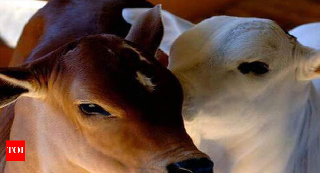 Cattle in Karnataka to get digital chip ear implants | Bengaluru News ...