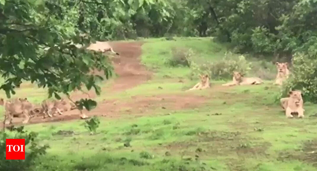 Gujarat lions: Gujarat: Video of lions rescued after canine distemper ...