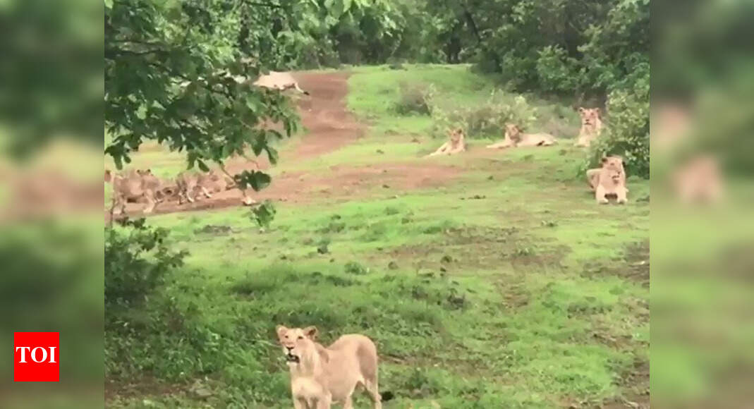 Gujarat Lions: Gujarat: Video of lions rescued after canine distemper ...