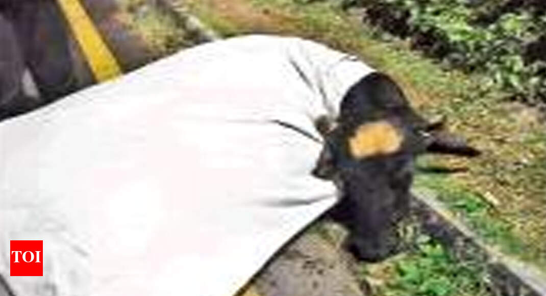Cow killed, buffalo injured in accident | Chandigarh News - Times of India