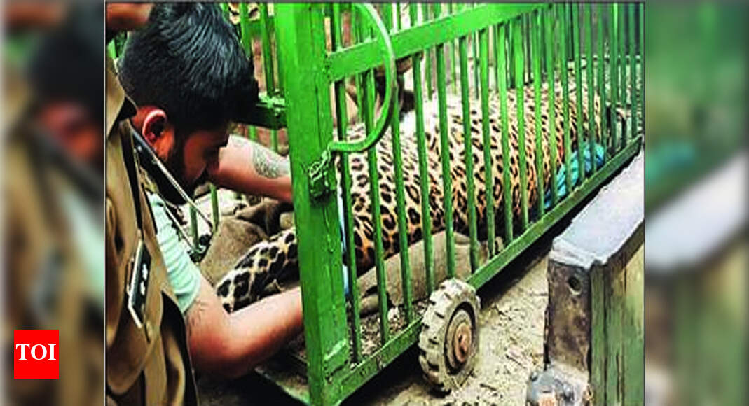 Maneater Leopard Shot Dead: Maneater leopard shot dead in Bageshwar ...