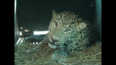 Injured leopard dead in Agra | Agra News - Times of India