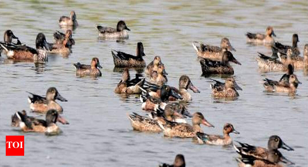 In the wake of a cyclone a flutter of feathers | Chennai News - Times ...