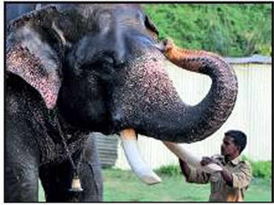 Elephant Arjuna’s overnight escapade triggers panic | Mysuru News ...