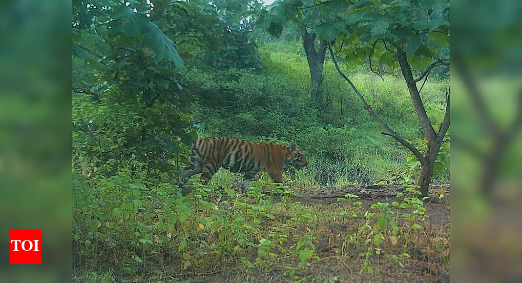 T1 Tigress: Tigress Avni's cubs lured with voice recording, both ...