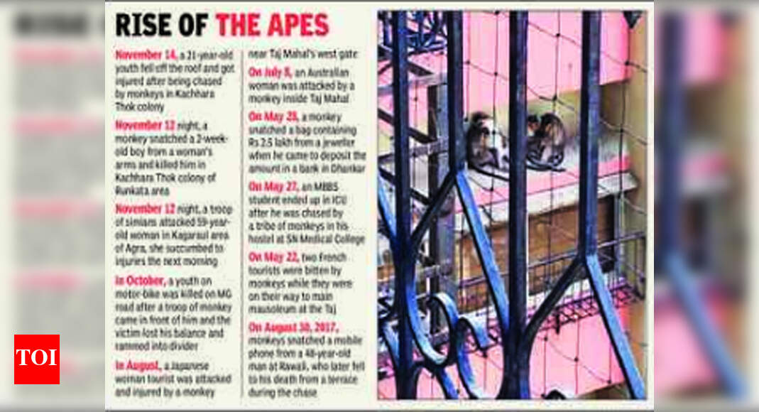 Agra Into A ‘Caged City’: Simian fear turns Agra into a ‘caged city ...
