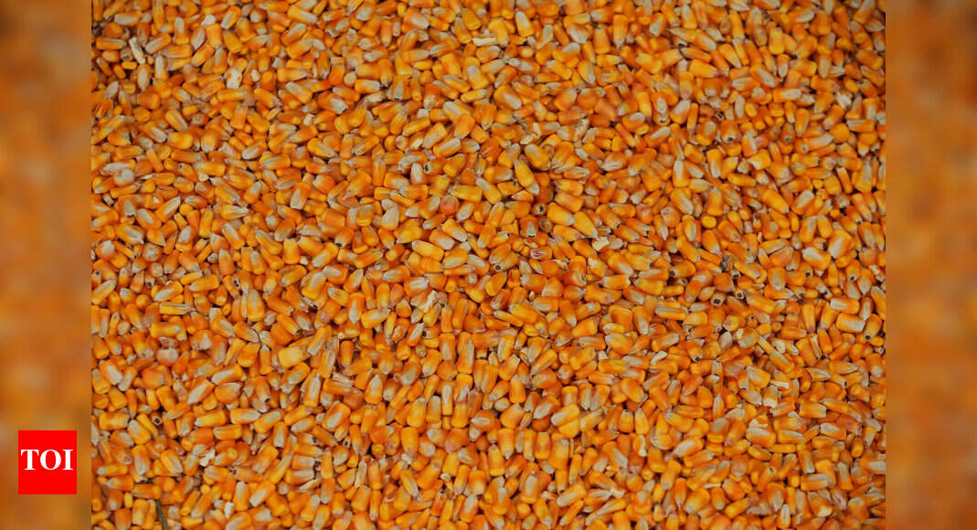 Infographic: Coarse grains get farmers good returns - Times of India