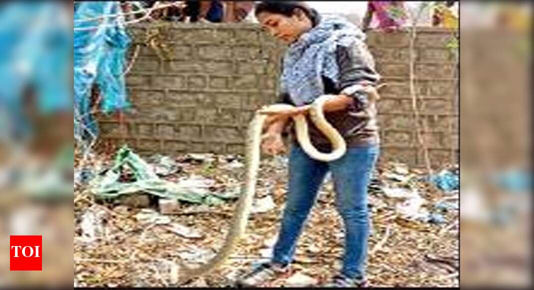 Snakes seeking refuge in homes on a steady rise | Hyderabad News ...