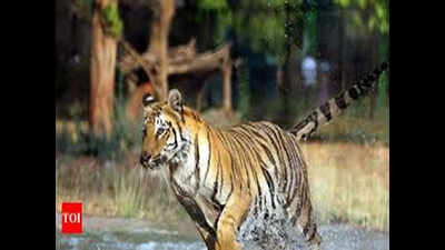 PTR Story: 3 Of 5 Rangers Transferred: Pilibhit Tiger Reserve story: 3 ...