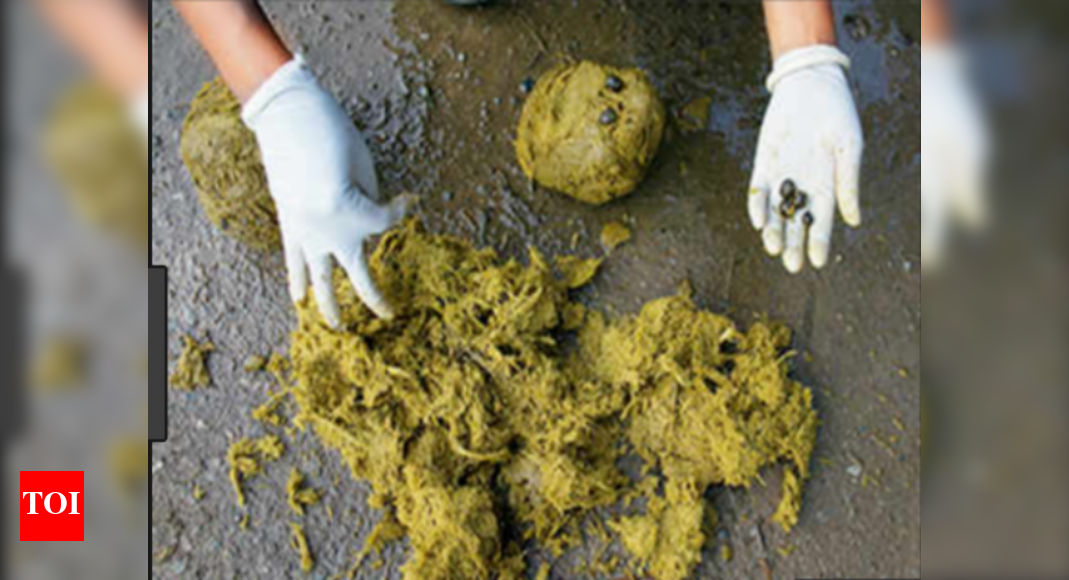 Scientists find out how wombats produce cubed poop - Times of India