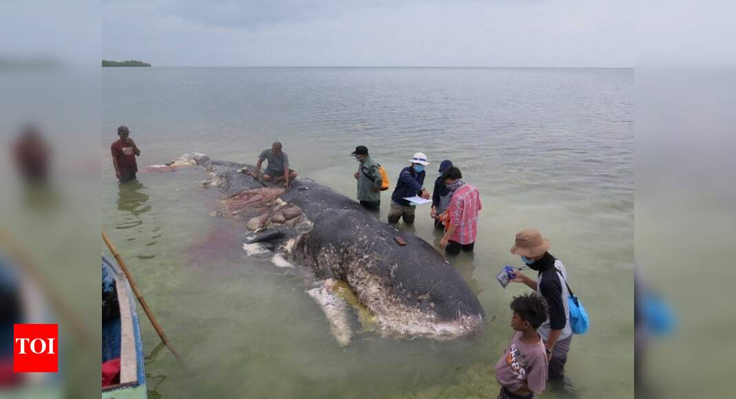 Plastic waste in sea is a whale of problem | India News - The Times of ...