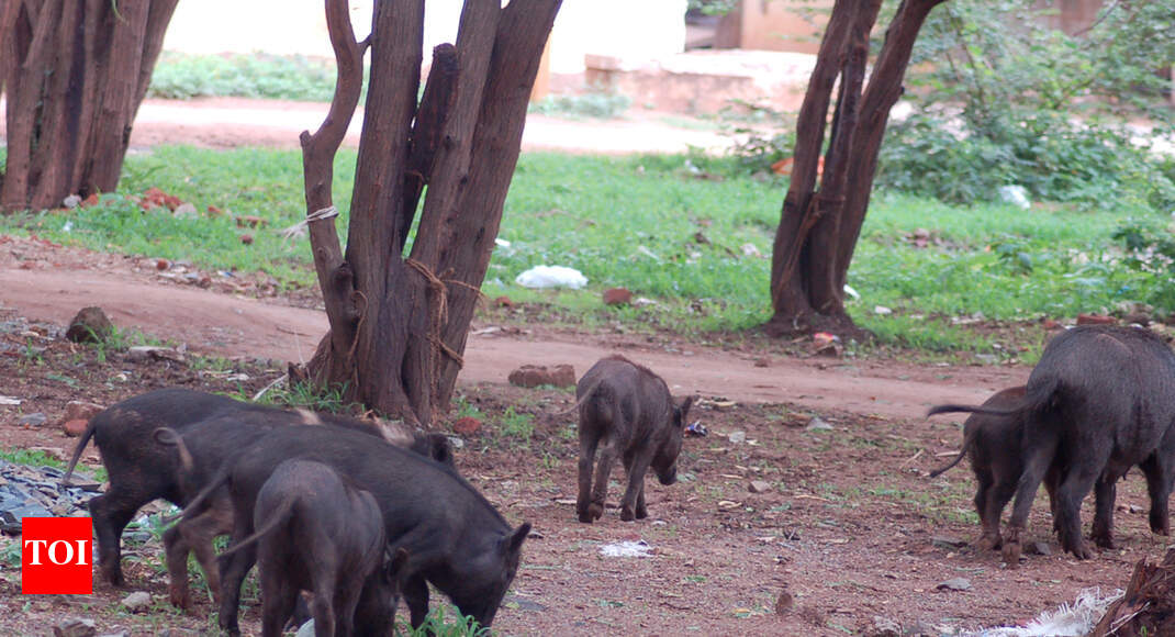 pig: Government allows wild pig culling in Uttarakhand for year ...