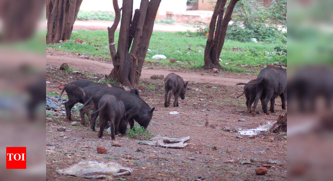 Pig: Government allows wild pig culling in Uttarakhand for year ...