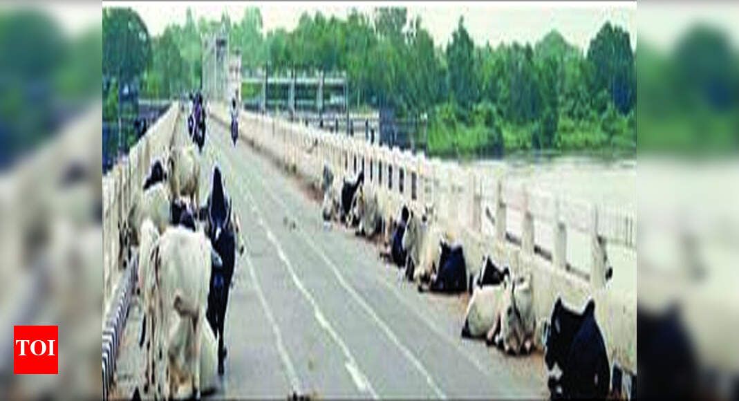 Road Accident: Twin cities review animal menace on roads | Bhubaneswar ...