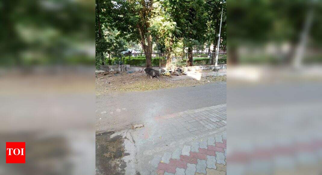 Pigs menace. - Times of India