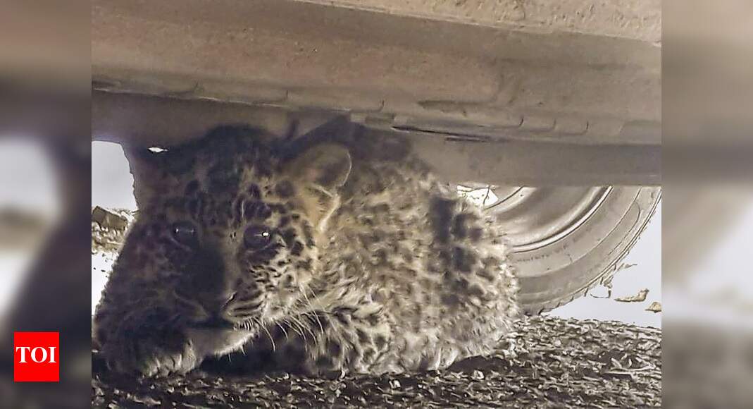 Leopard cub sneaks into Shimla, rescued | Shimla News - Times of India