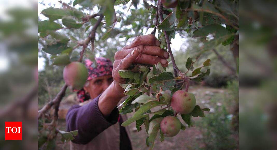 Why apple orchards are shifting uphill in Himachal | Chandigarh News ...