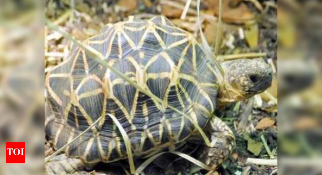 Smuggled turtles flown back to their home in India - Times of India