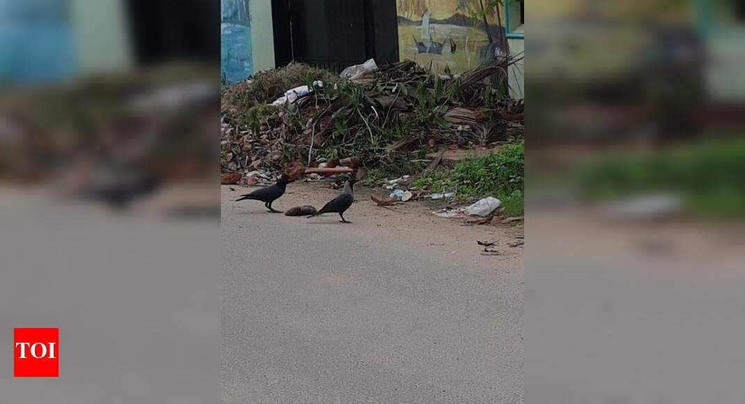Dead rats in garbage pile on the street! - Times of India