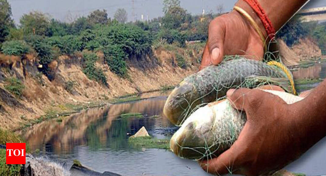 E.Coli: Superbugs slosh round in fish sold in Anand city | Ahmedabad ...