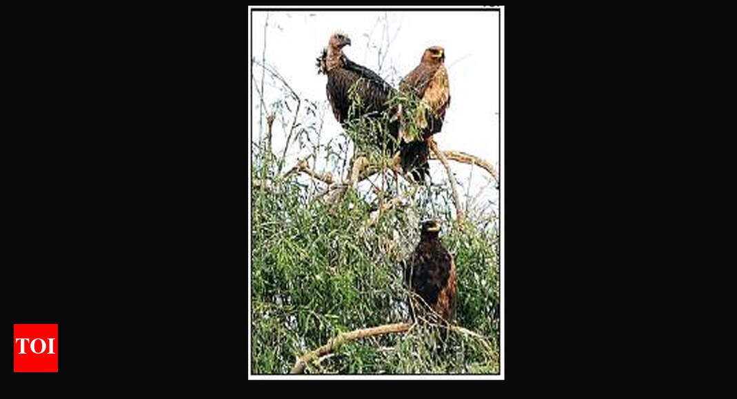 Vultures in four southern states to be counted | Kozhikode News - Times ...