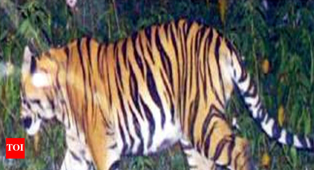Tiger triggers panic in Sarni residential area, attacks cow | Bhopal ...