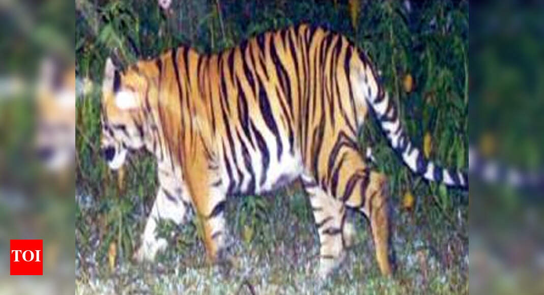 Tiger triggers panic in Sarni residential area, attacks cow | Bhopal ...