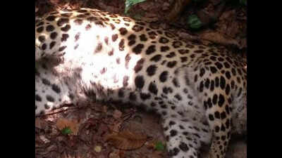 Kerala: Ensnared leopard dies in Wayanad | Kozhikode News - Times of India