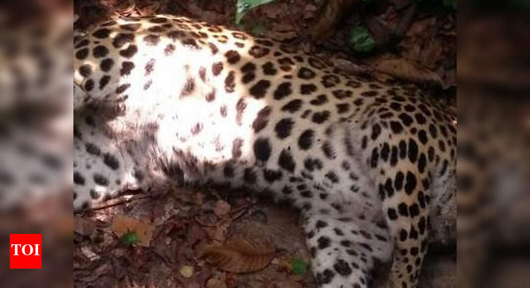 Kerala: Ensnared leopard dies in Wayanad | Kozhikode News - Times of India