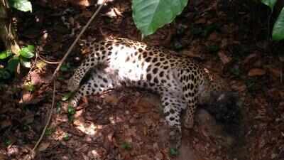Ensnared leopard dies in Wayanad | Kochi News - Times of India