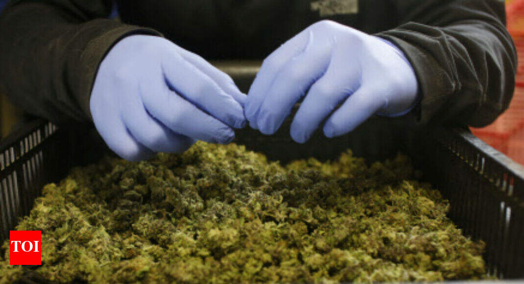 Man sentenced to 10 yrs in jail for smuggling cannabis in Mizoram ...