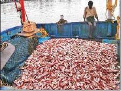 Juvenile fish catching continues despite strict laws | Kochi News ...