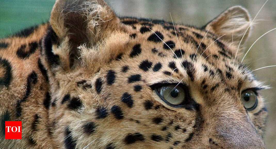 Leopard death triggers hunt for traps to stop animal poaching | Pune ...