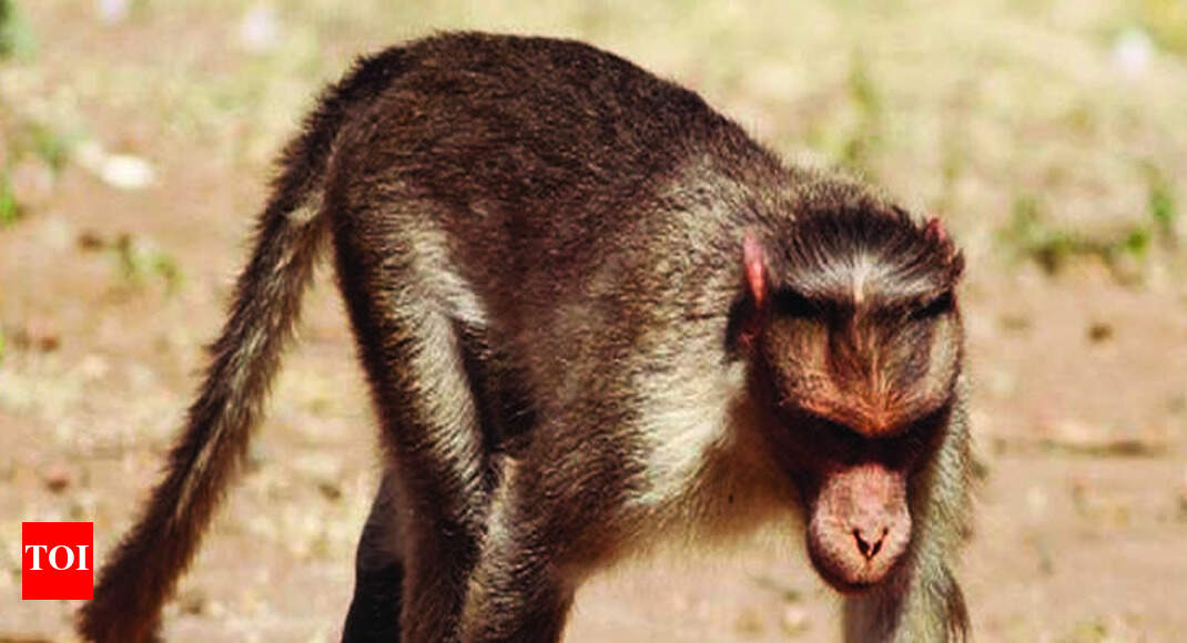 Monkeys to cost Agra Mathura power supply? | Agra News - Times of India