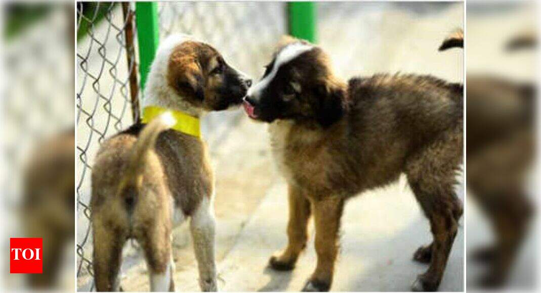 Cute aggression: Why people feel the urge to squeeze a puppy - Times of ...