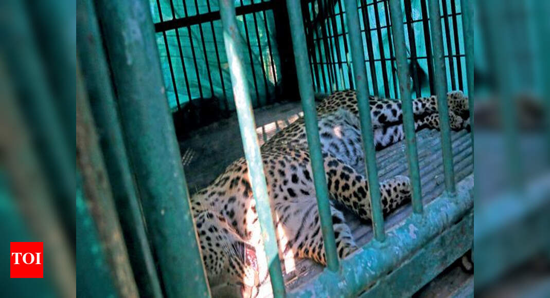 Leopard pugmarks cause scare near Gandhinagar | Ahmedabad News - Times ...