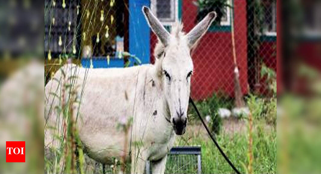 Maharashtra’s singing donkey takes internet by storm | Pune News ...