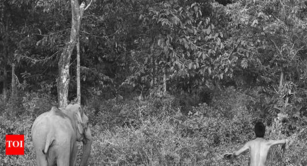 Man-elephant conflict deaths outnumber natural disaster deaths this ...