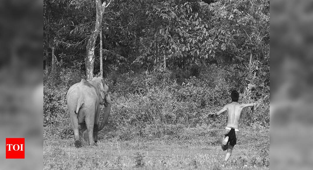 Man-elephant conflict deaths outnumber natural disaster deaths this ...